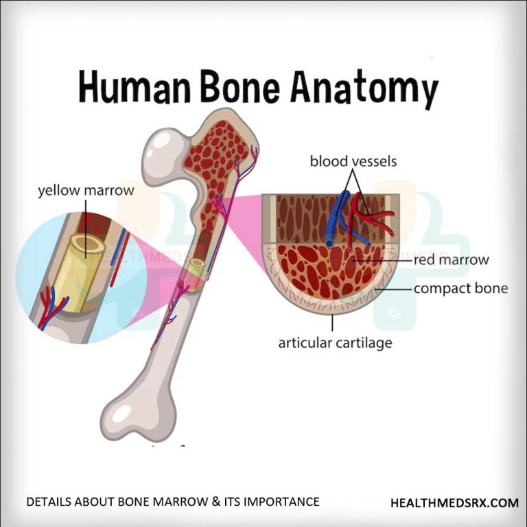 What is Bone Marrow and Why It’s Crucial for Your Health | Essential Guide