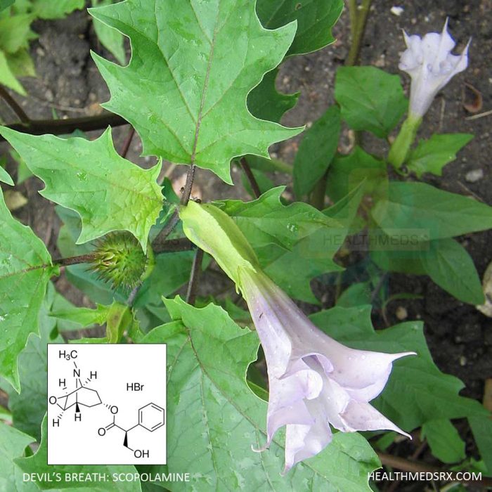 Devil’s Breath: How Scopolamine Easily spikes You!